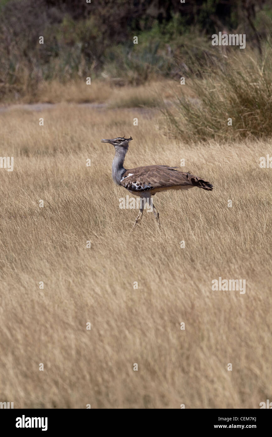Kori Bustard (Ardeotis kori). Awash National Park. Ethiopia Stock Photo ...