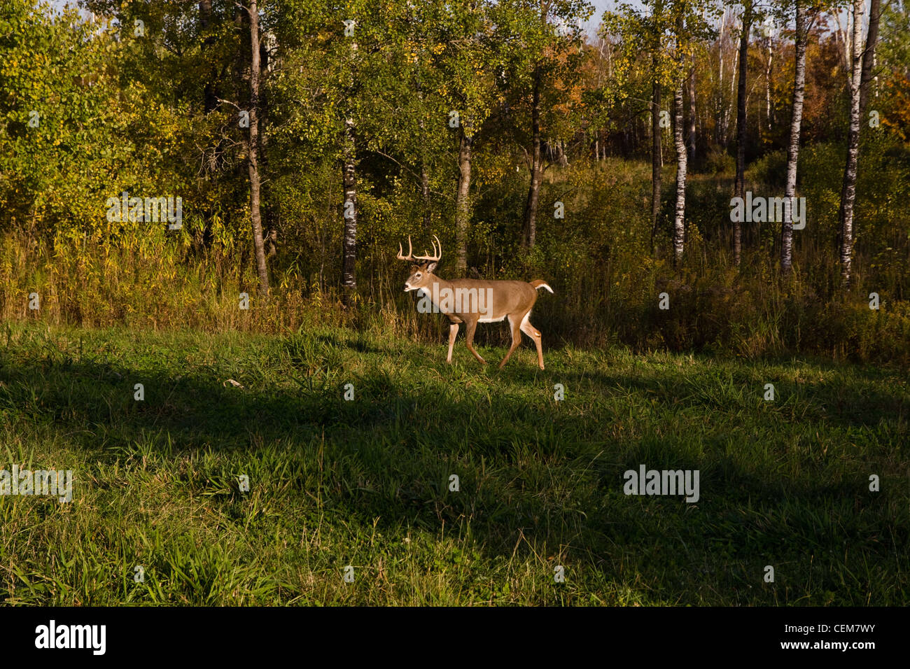 White-tailed buck in autumn Stock Photo - Alamy