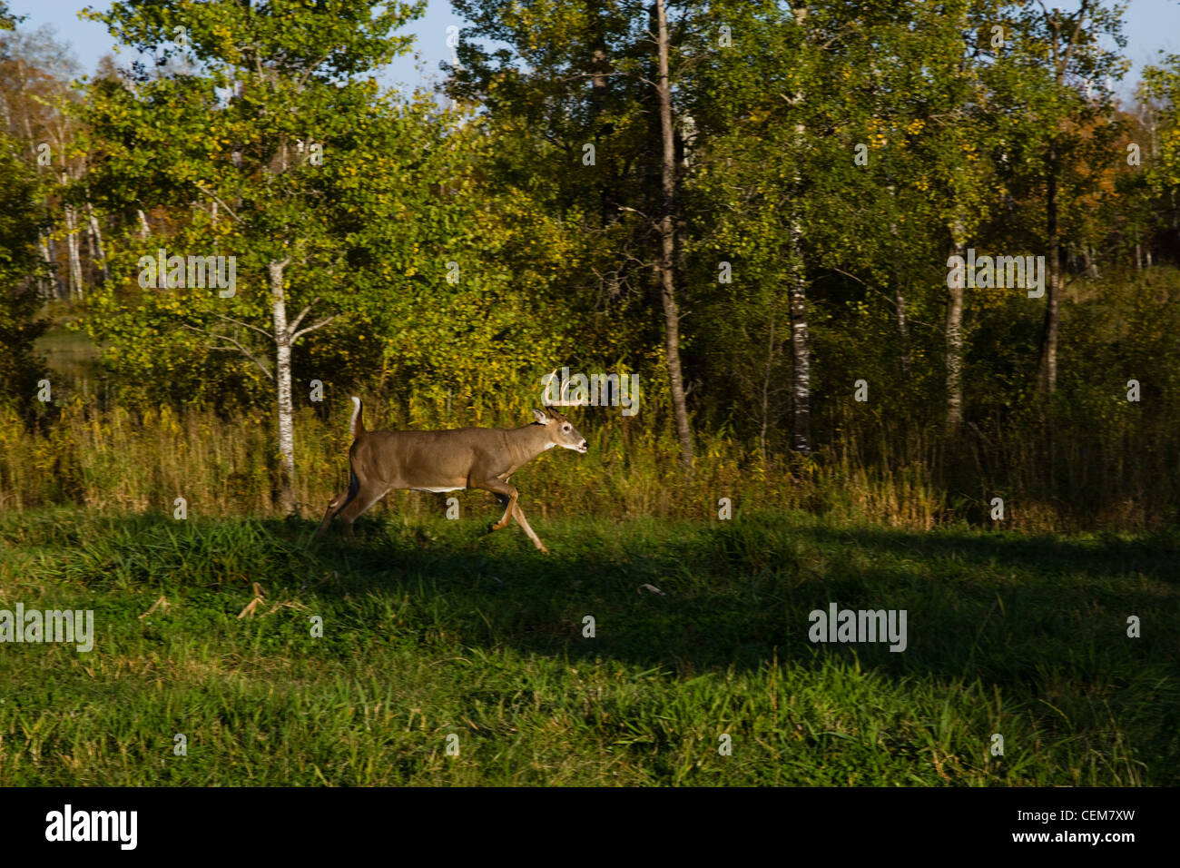 White Tailed Buck Running High Resolution Stock Photography and Images ...