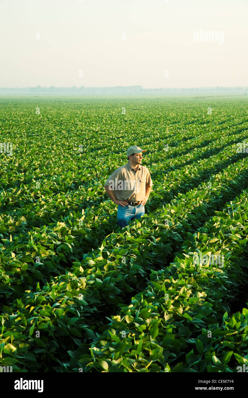 A farmer (grower) looks out over his field and examines his mid growth ...