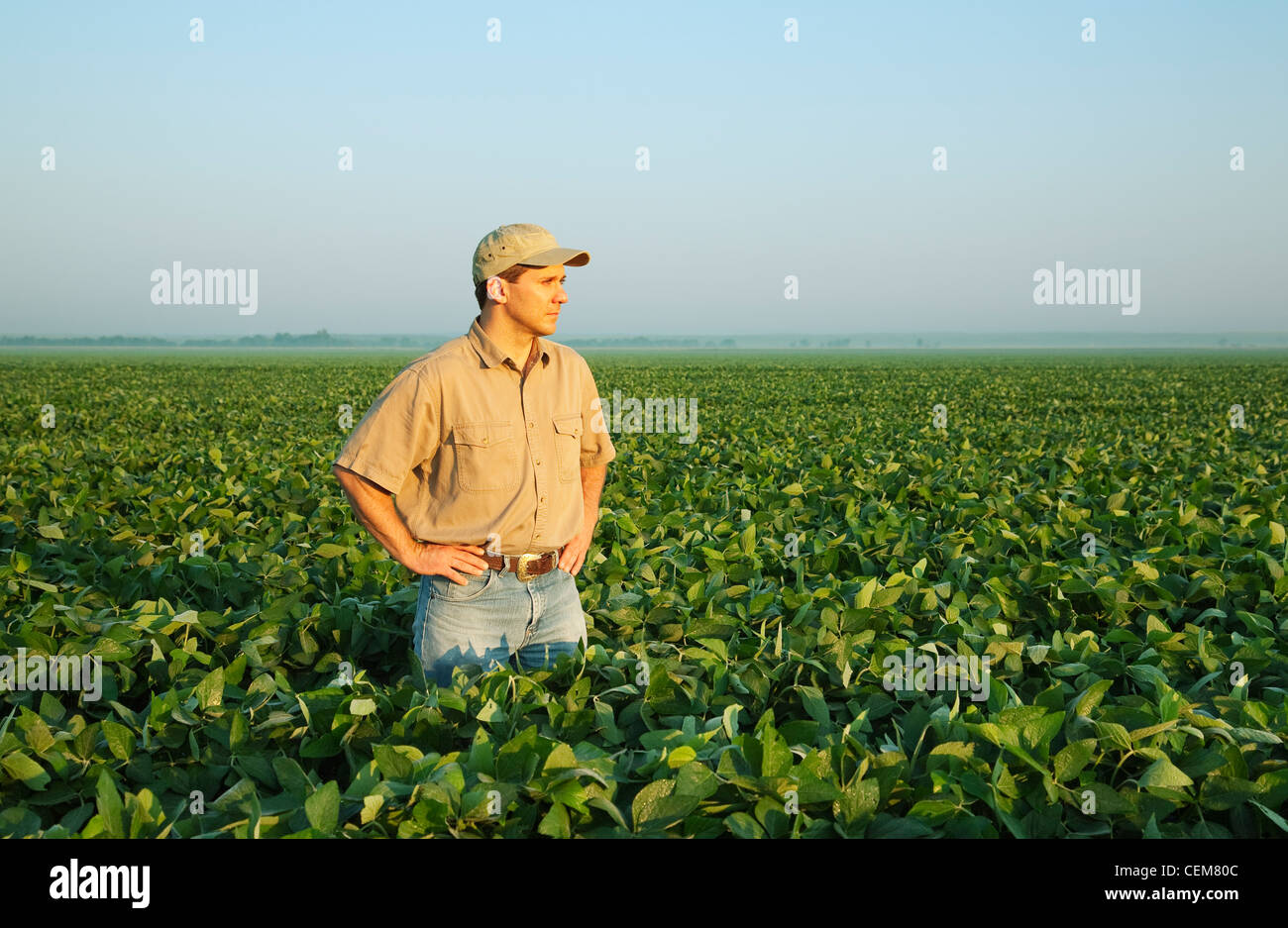 A farmer (grower) looks out over his field and examines his mid growth ...