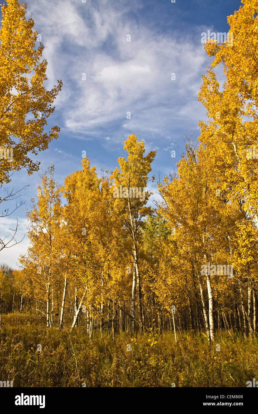 Trees in fall Stock Photo - Alamy