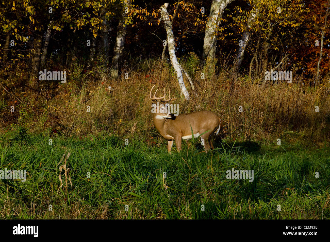 White-tailed buck in autumn Stock Photo - Alamy