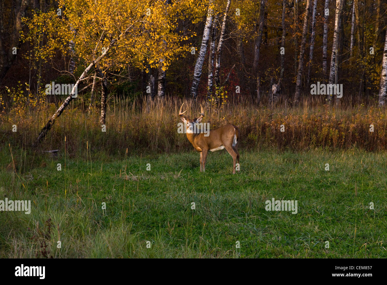 White-tailed buck in autumn Stock Photo - Alamy