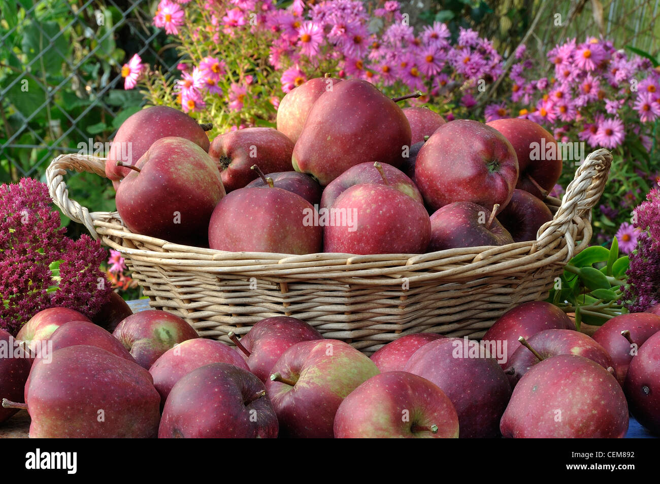 Harvest of apples (Variety : Starkinson", Malus domestica), home garden ...