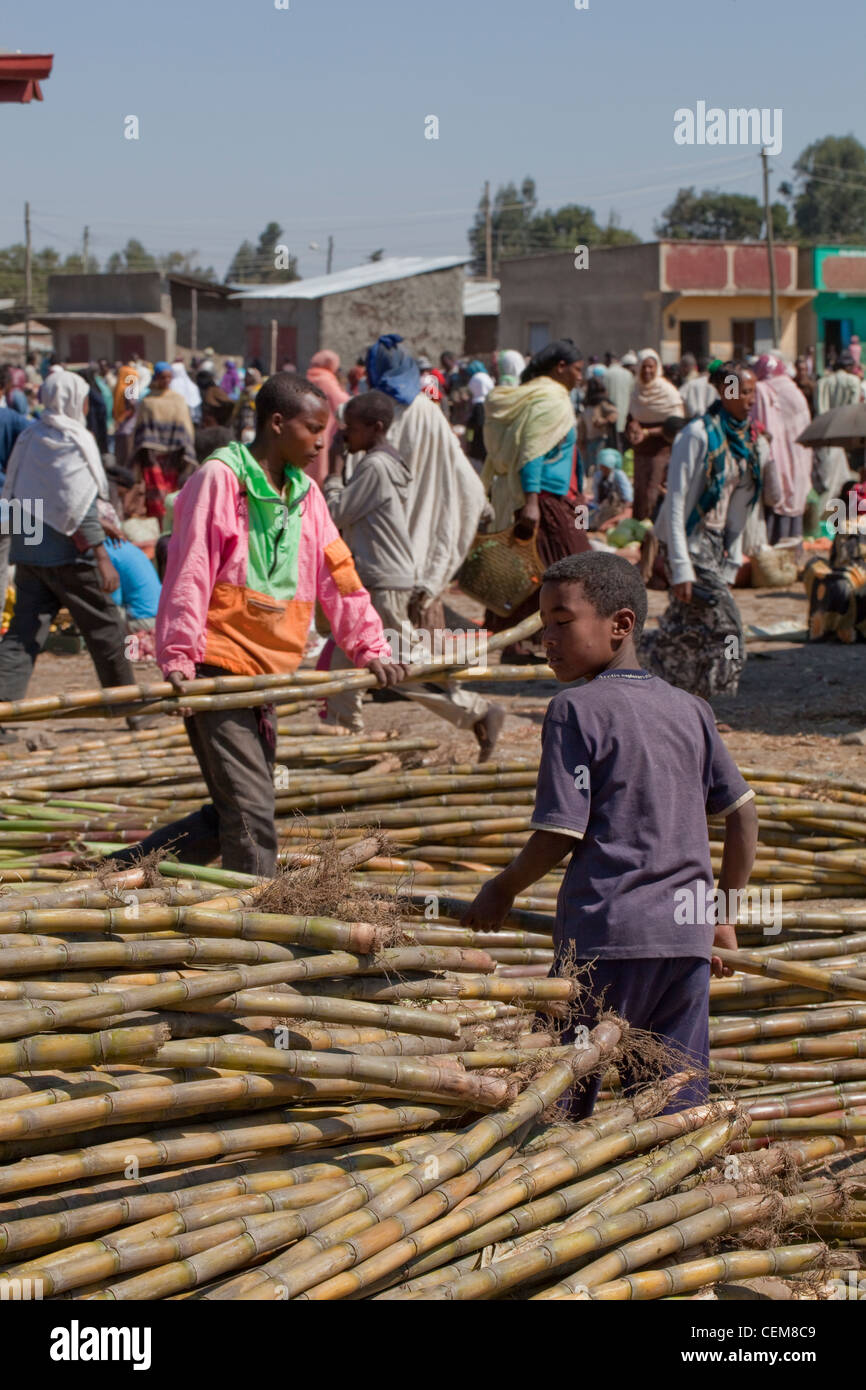 Sorting Sugar Cane. Adaba market. Bale Mountains region. Ethiopia Stock ...