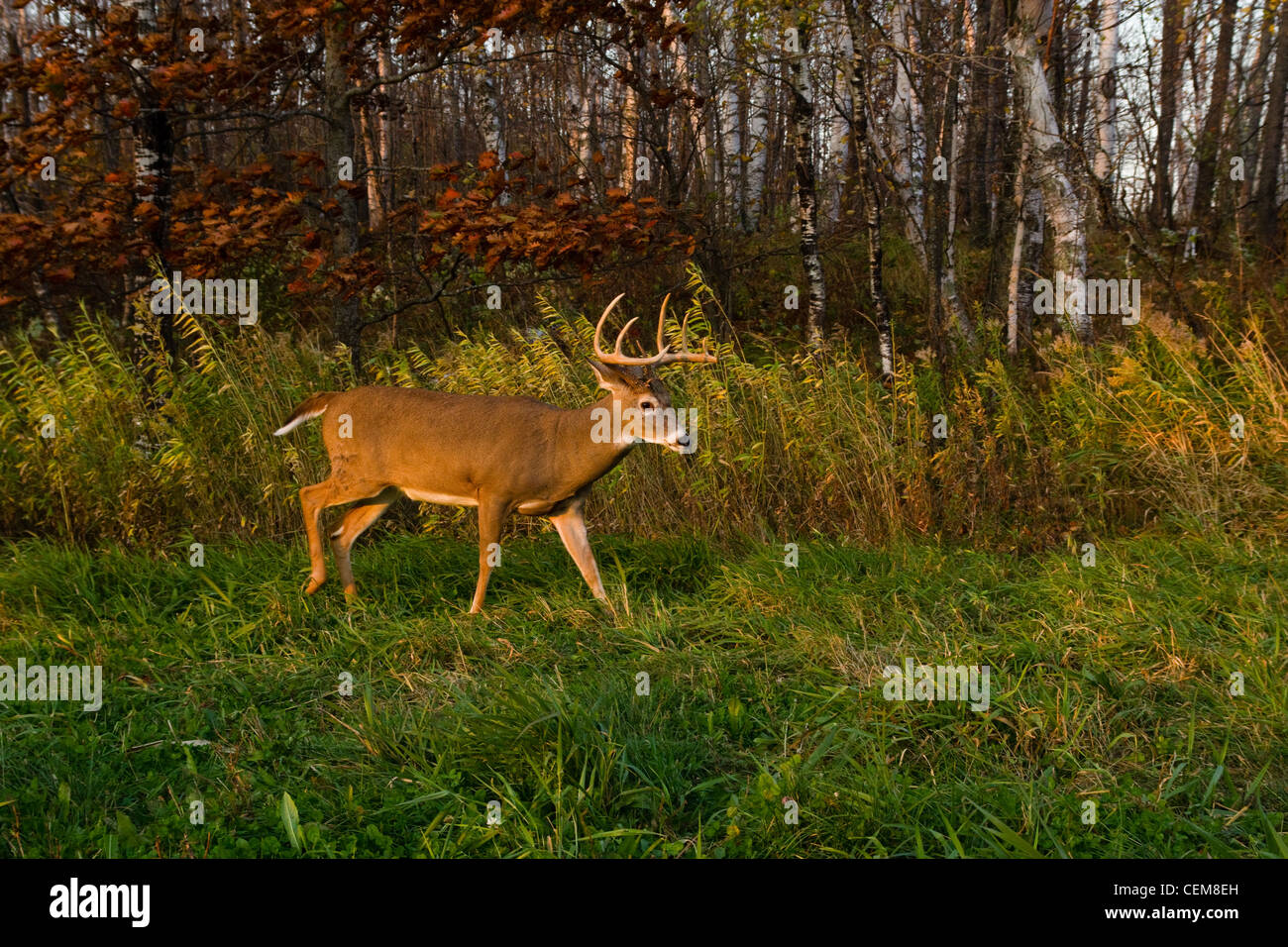 White-tailed buck in autumn Stock Photo - Alamy