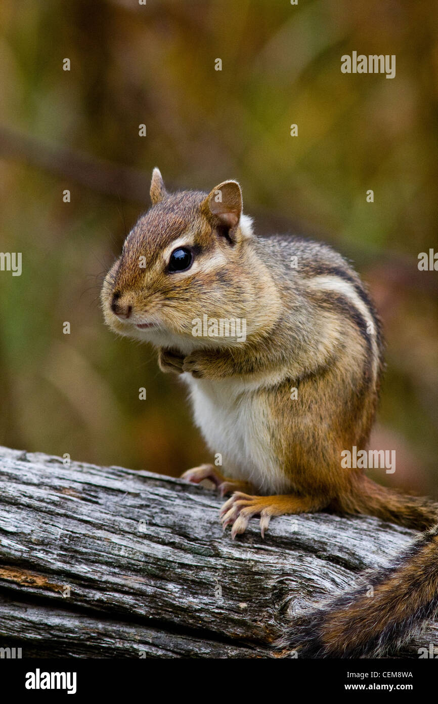 Adorable insects hi-res stock photography and images - Alamy
