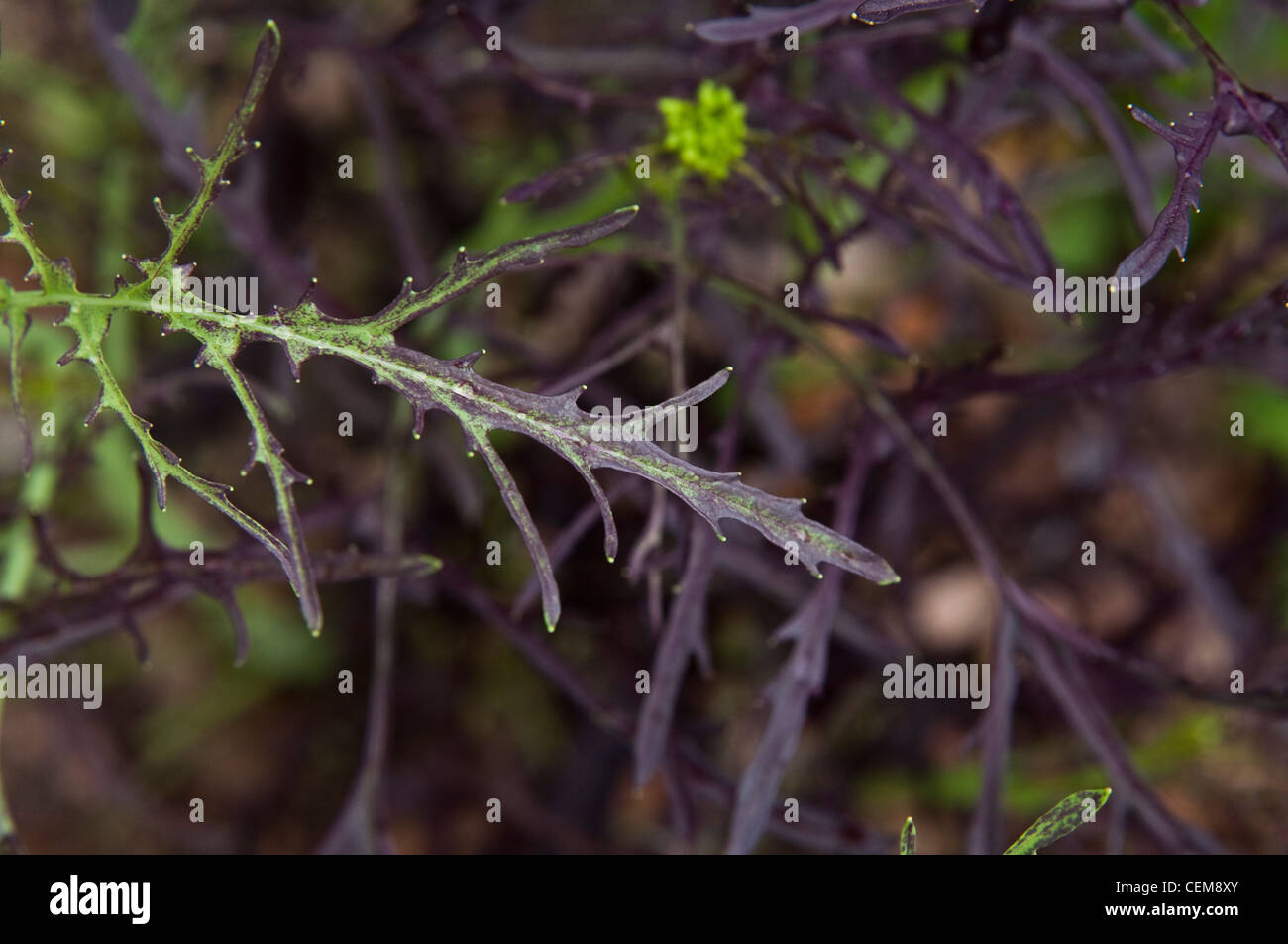 Ruby Streaks Mustard Greens, a popular salad leaf Stock Photo - Alamy