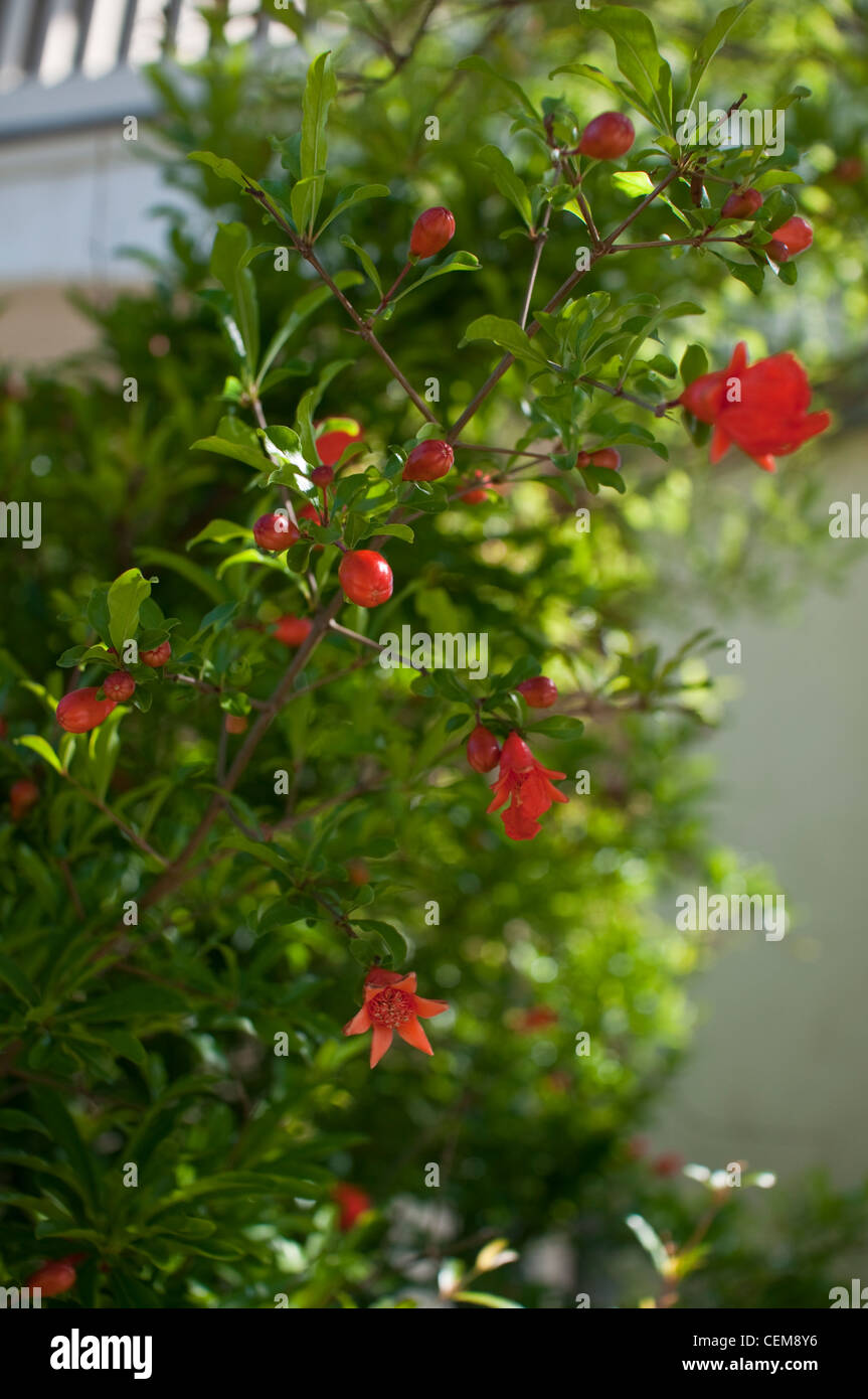Pomegranate tree hi-res stock photography and images - Alamy