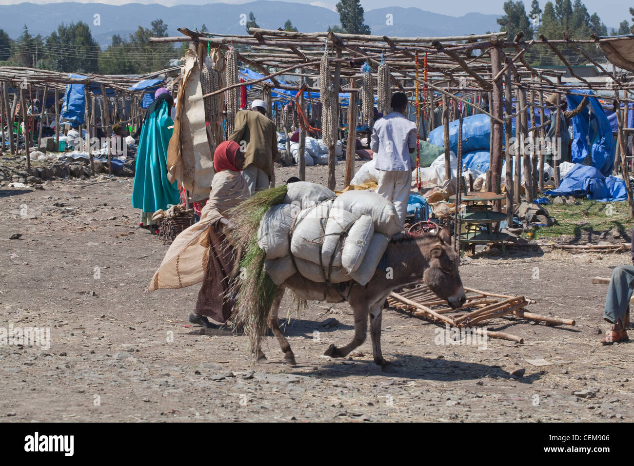 Ethiopian animal donkeys african hi-res stock photography and images ...