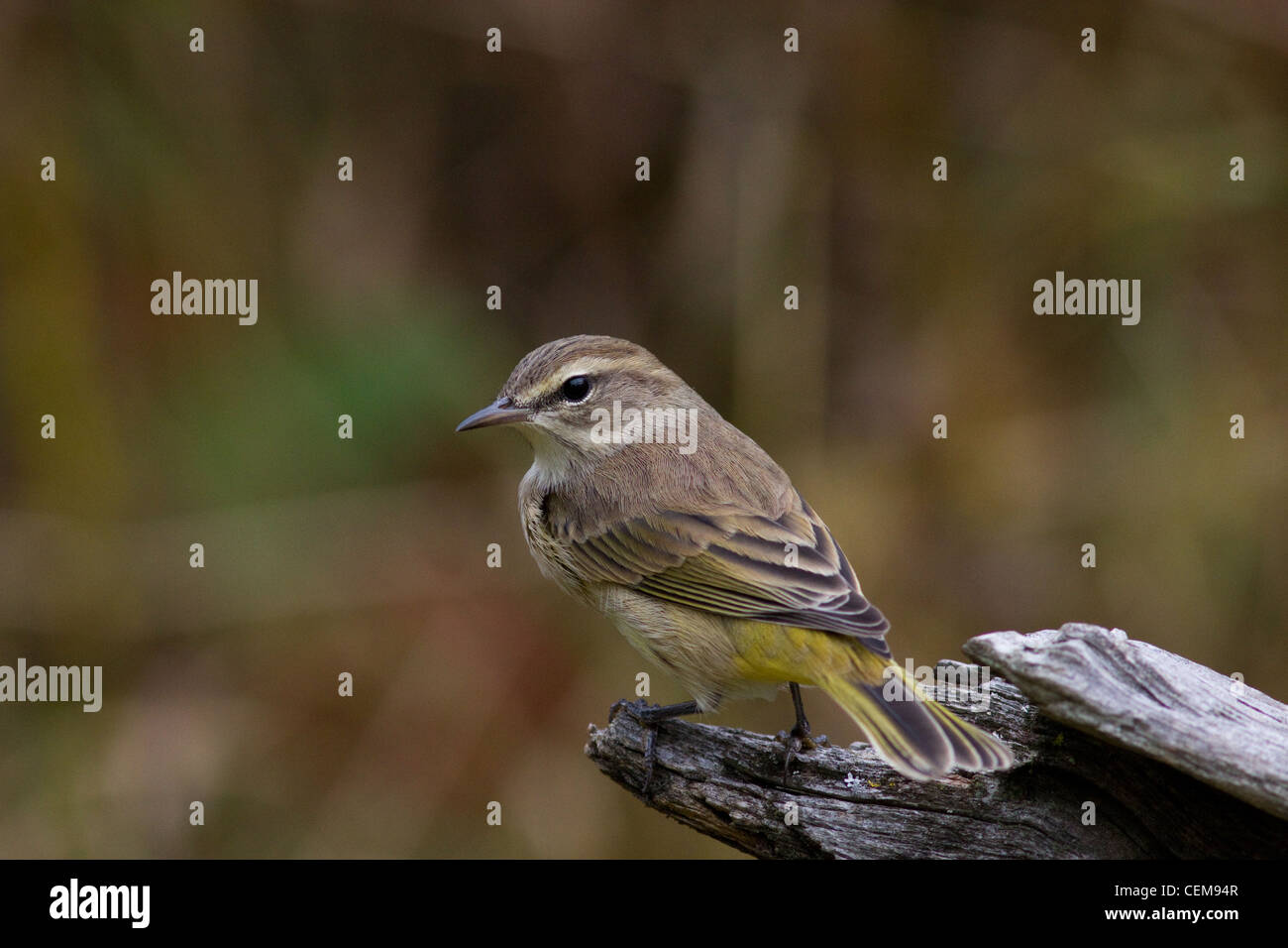 Wood warber hi-res stock photography and images - Alamy