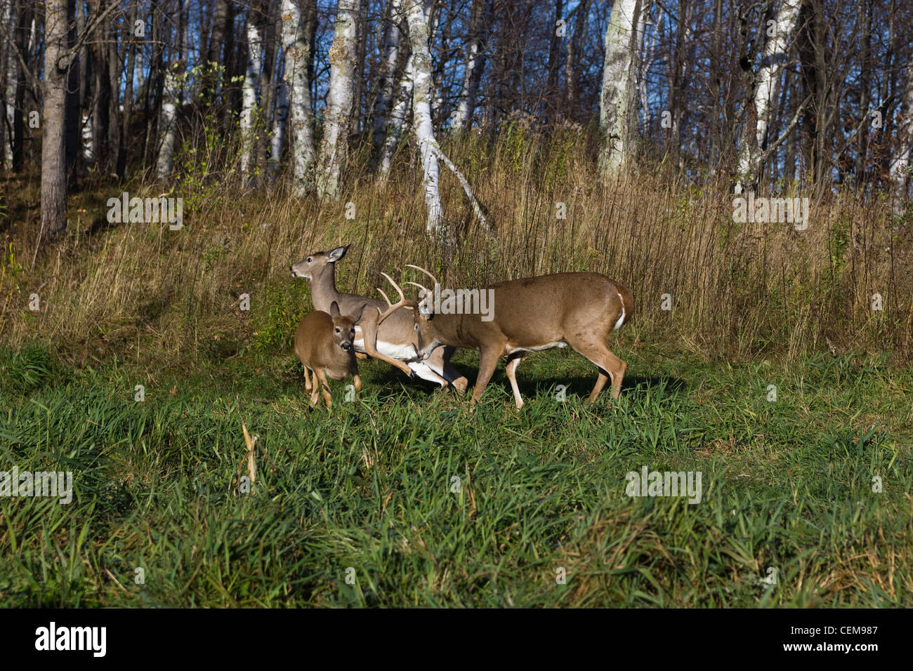 Buck and doe hi-res stock photography and images - Alamy