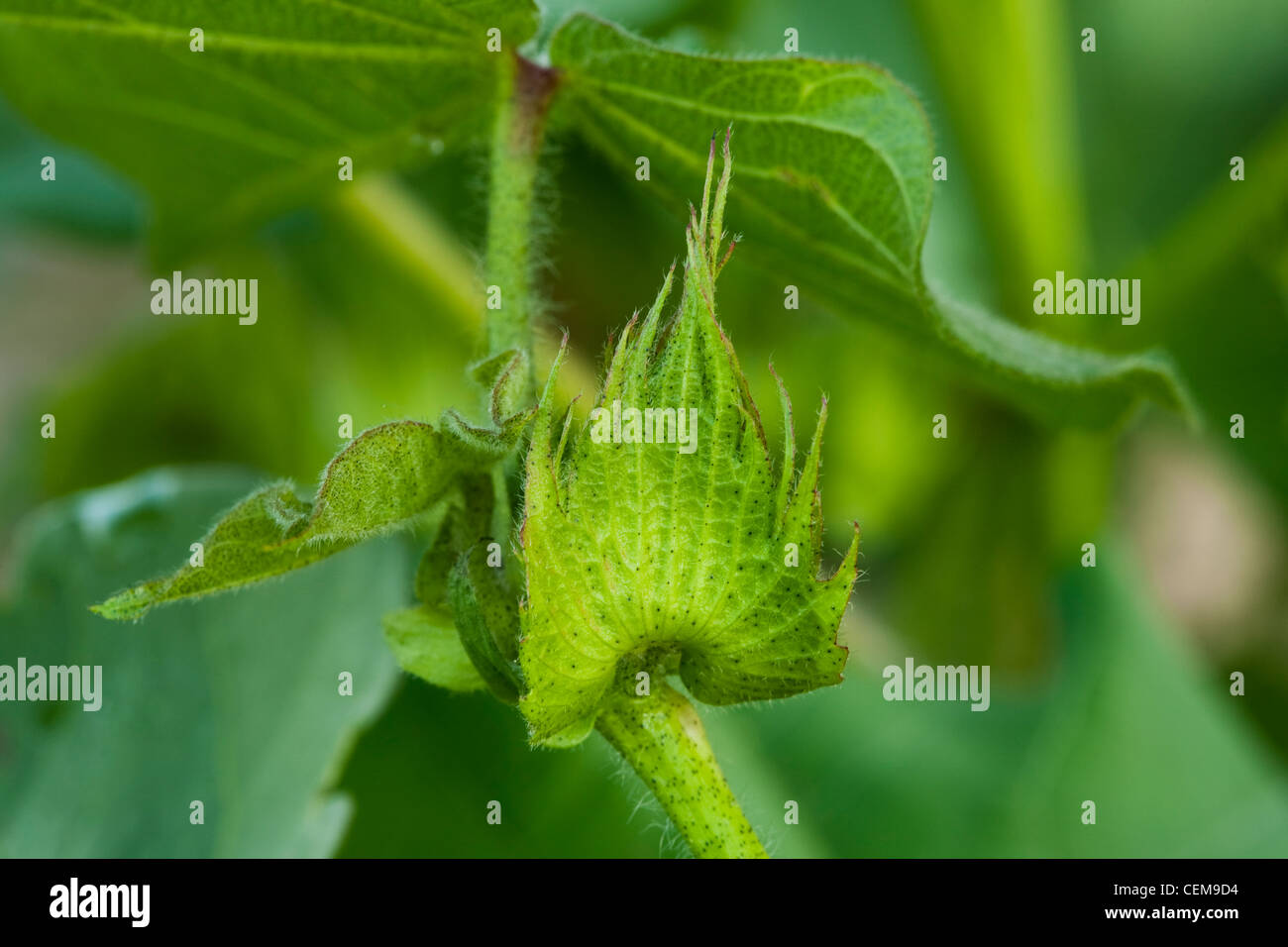 Agriculture - Closeup of a cotton square prior to the bloom stage ...