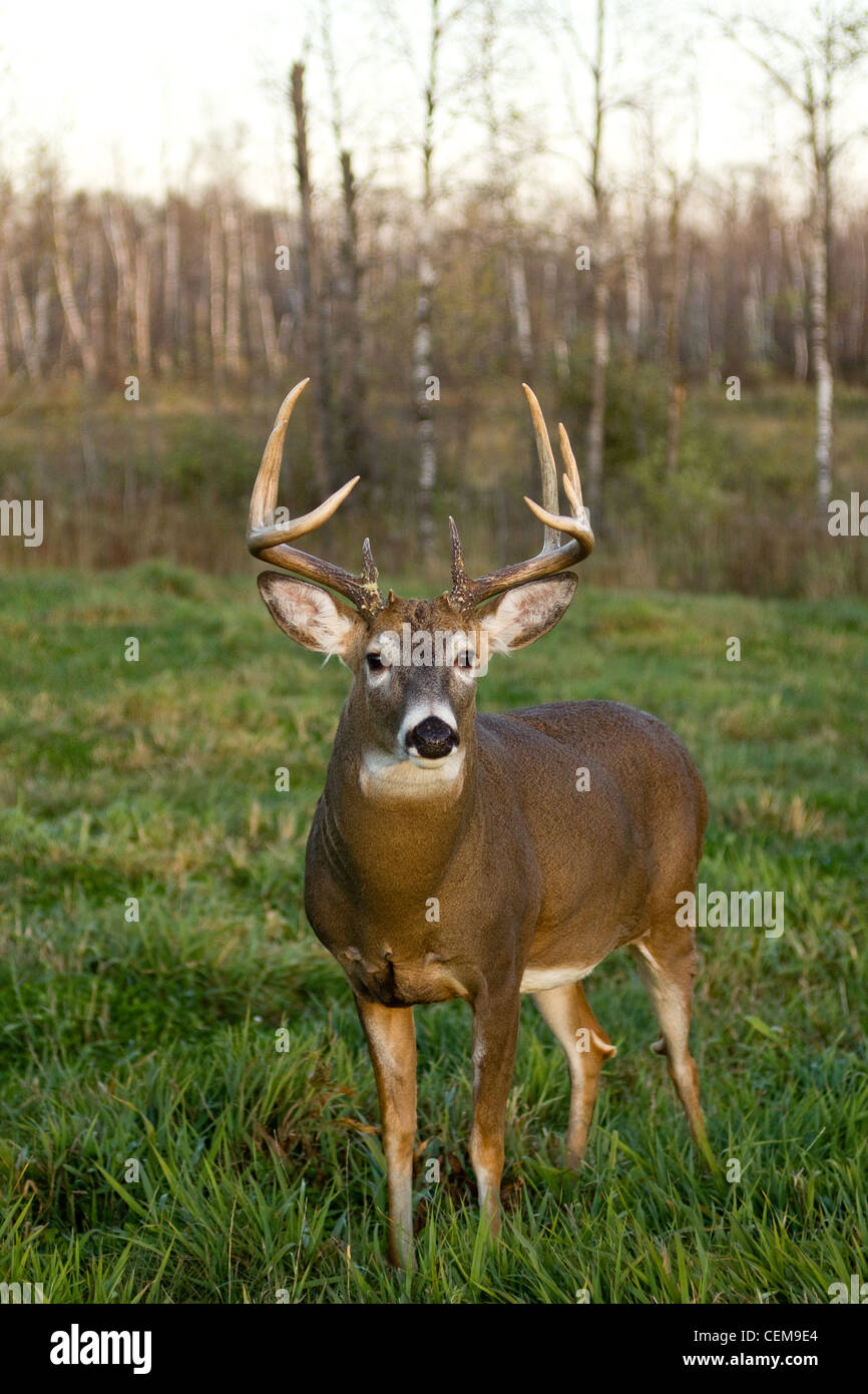 White-tailed buck in autumn Stock Photo - Alamy
