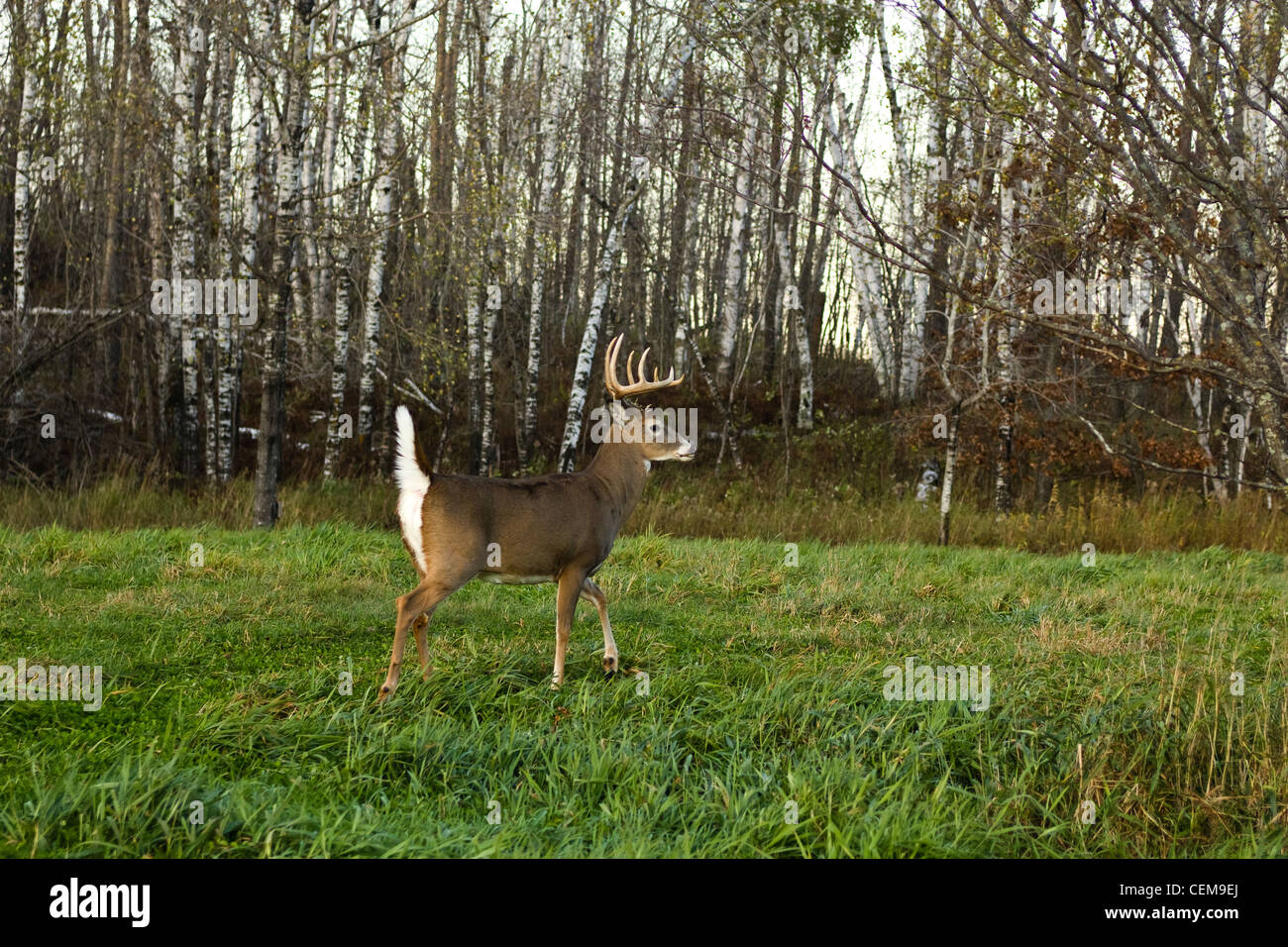 White-tailed buck in autumn Stock Photo - Alamy