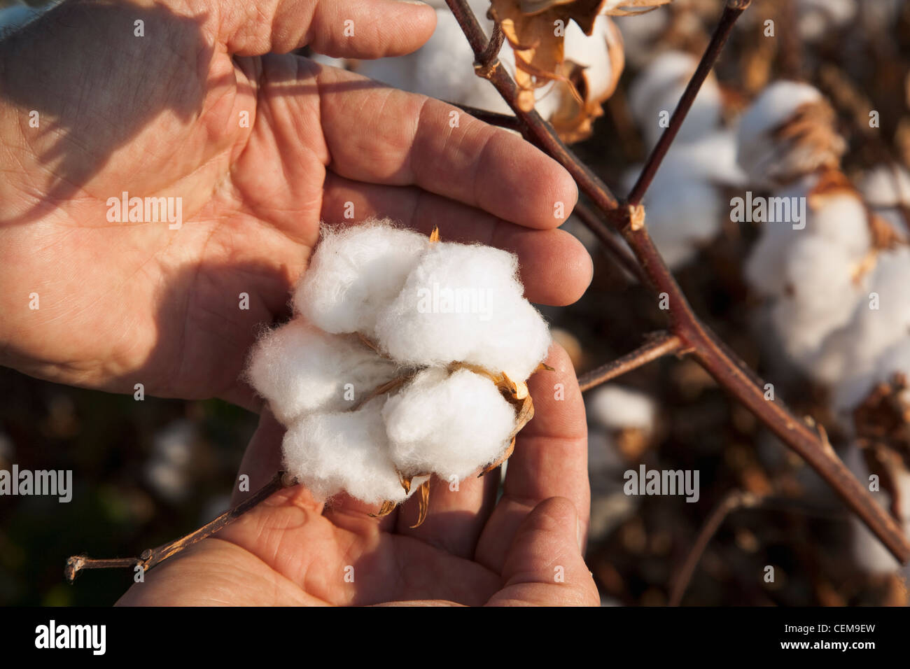 Cotton hand hi-res stock photography and images - Alamy