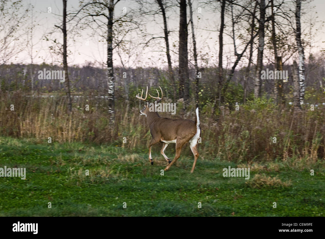 White-tailed buck running away Stock Photo - Alamy