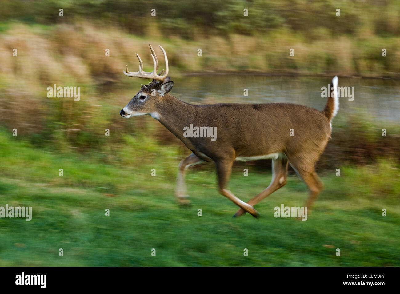 Male running white background hi-res stock photography and images - Alamy