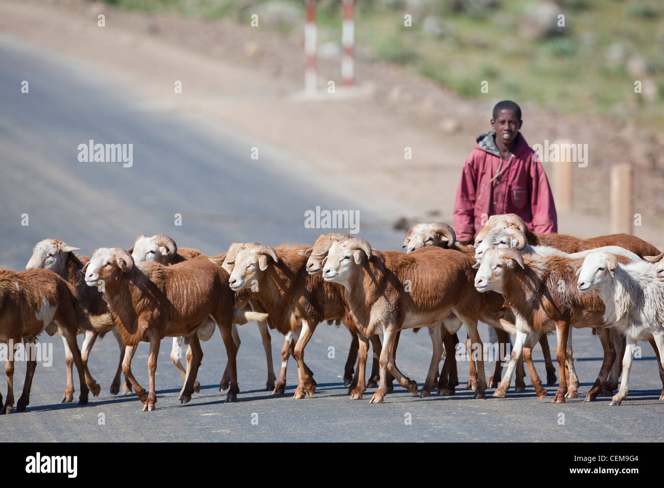 Shepherd Boy With Sheep