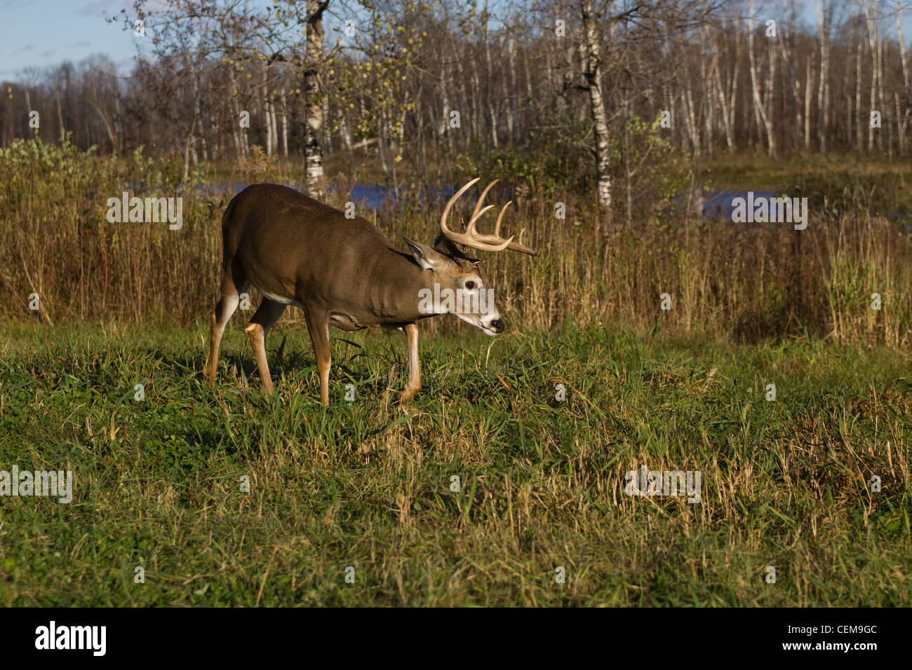 White-tailed buck in autumn Stock Photo - Alamy