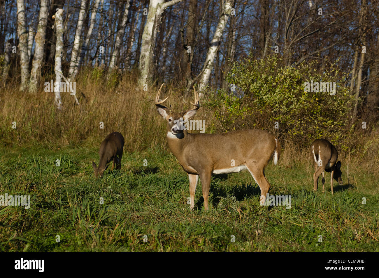 Buck at watch hi-res stock photography and images - Alamy