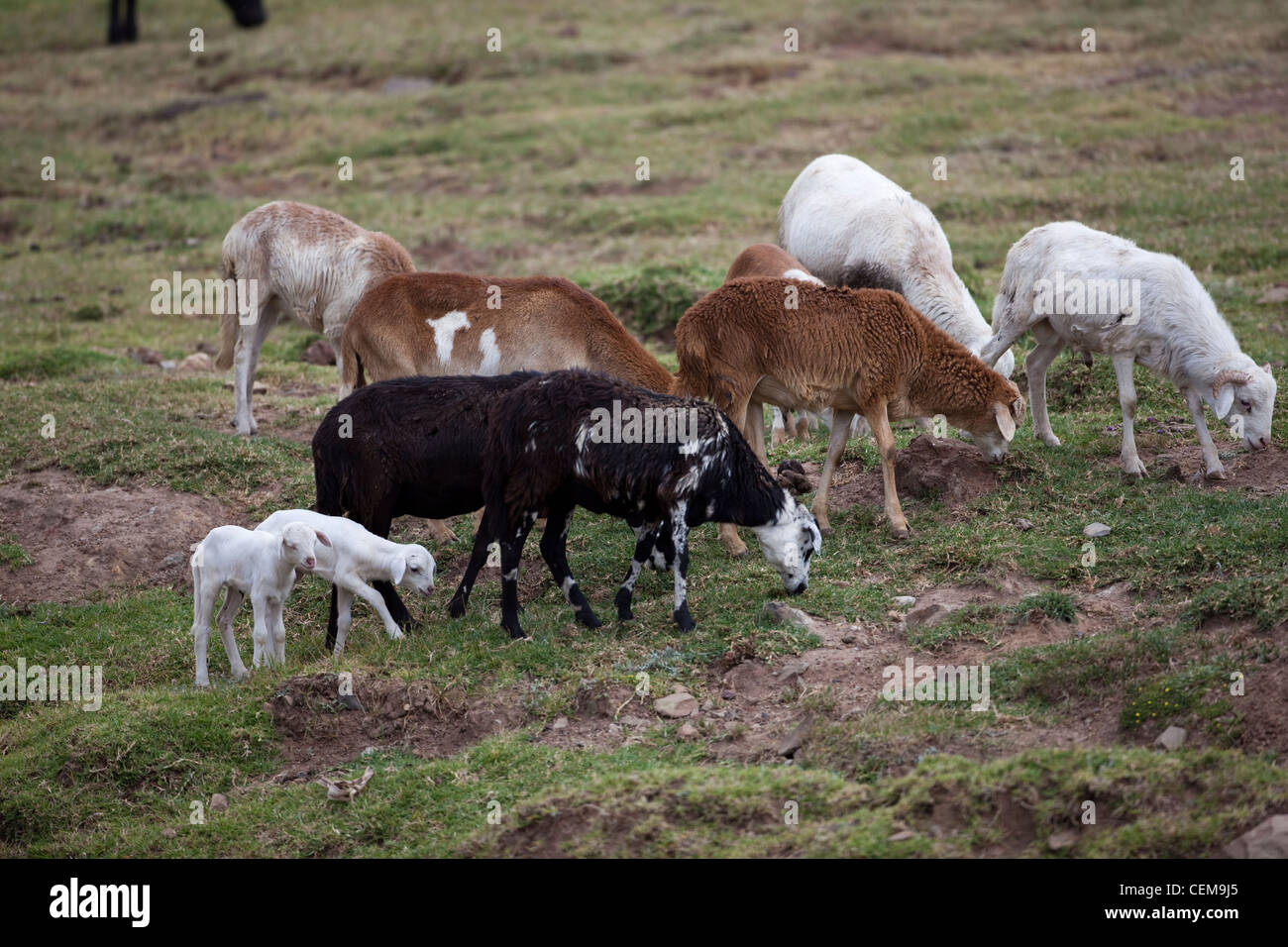 Sheep grazing and twin lambs. (Ovis aries). Domestic. Bale Mountains ...