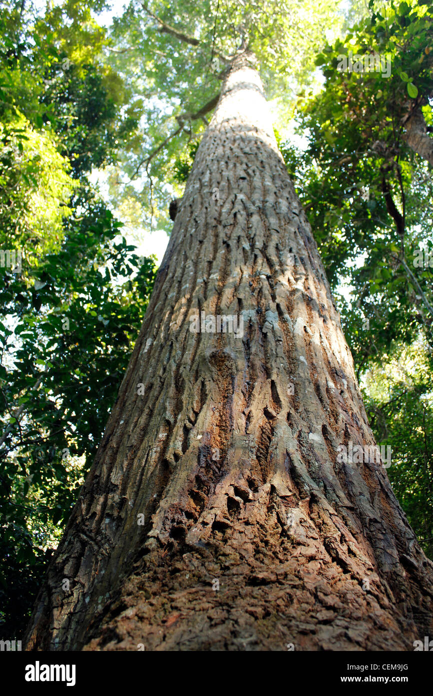 tall, big tree at the forests n shabarimala Stock Photo - Alamy