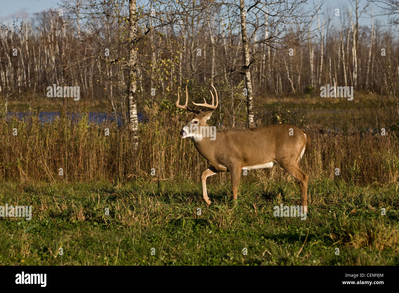 White-tailed buck in autumn Stock Photo - Alamy