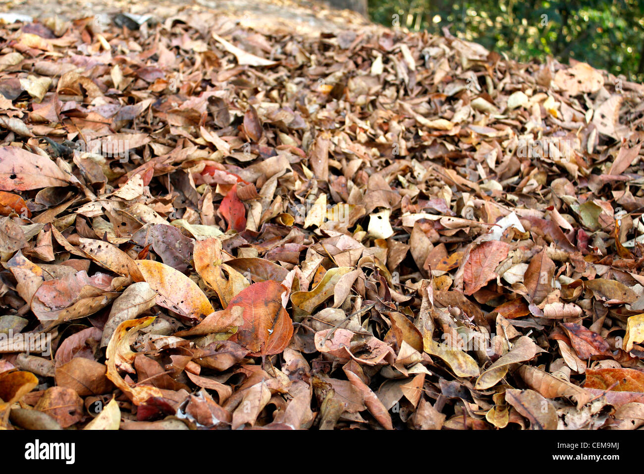 foliage, dry leaves Stock Photo - Alamy