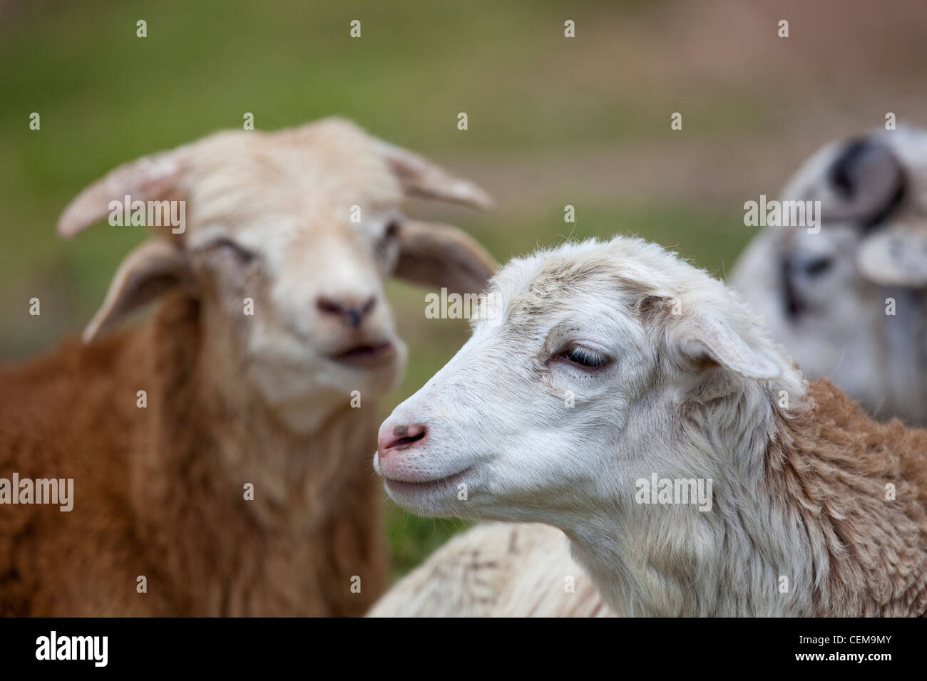 Ethiopia sheep hi-res stock photography and images - Alamy