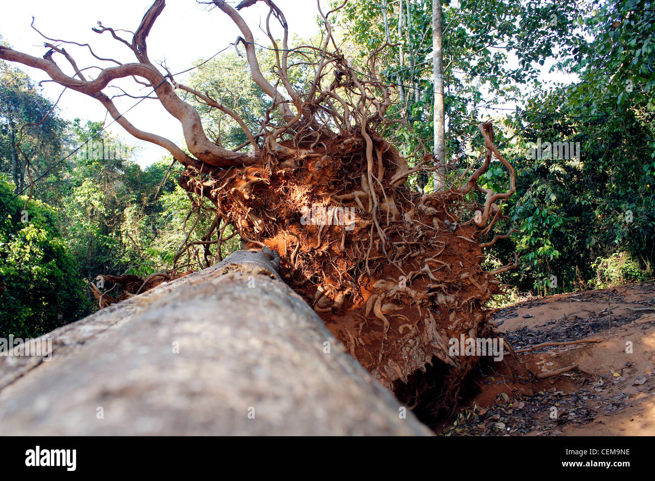Uprooted tree hi-res stock photography and images - Alamy