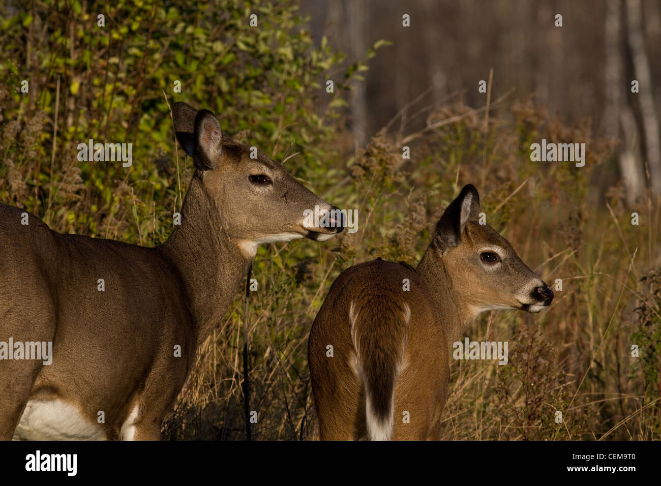 White-tailed doe and fawn Stock Photo - Alamy