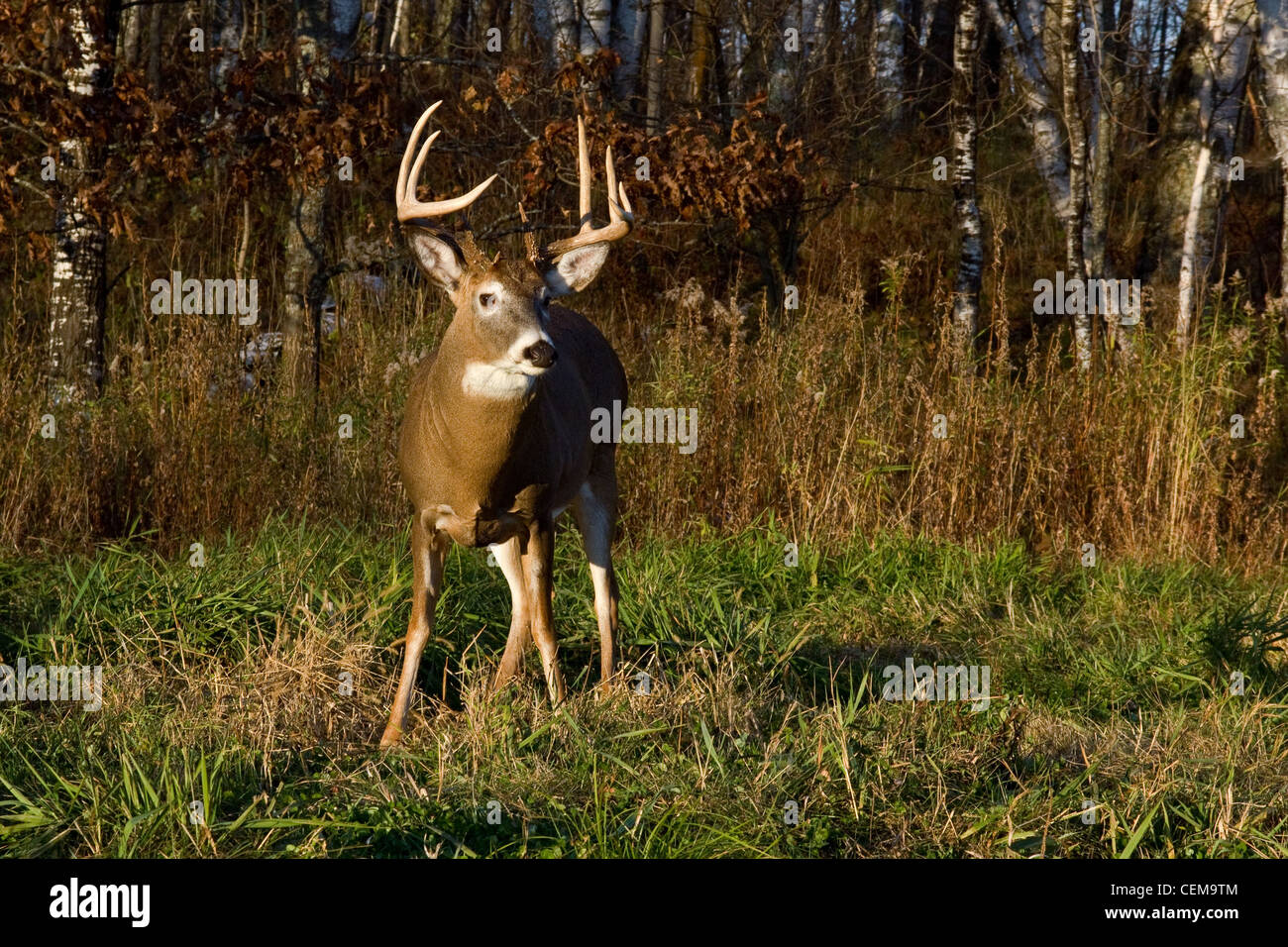 White-tailed buck in autumn Stock Photo - Alamy