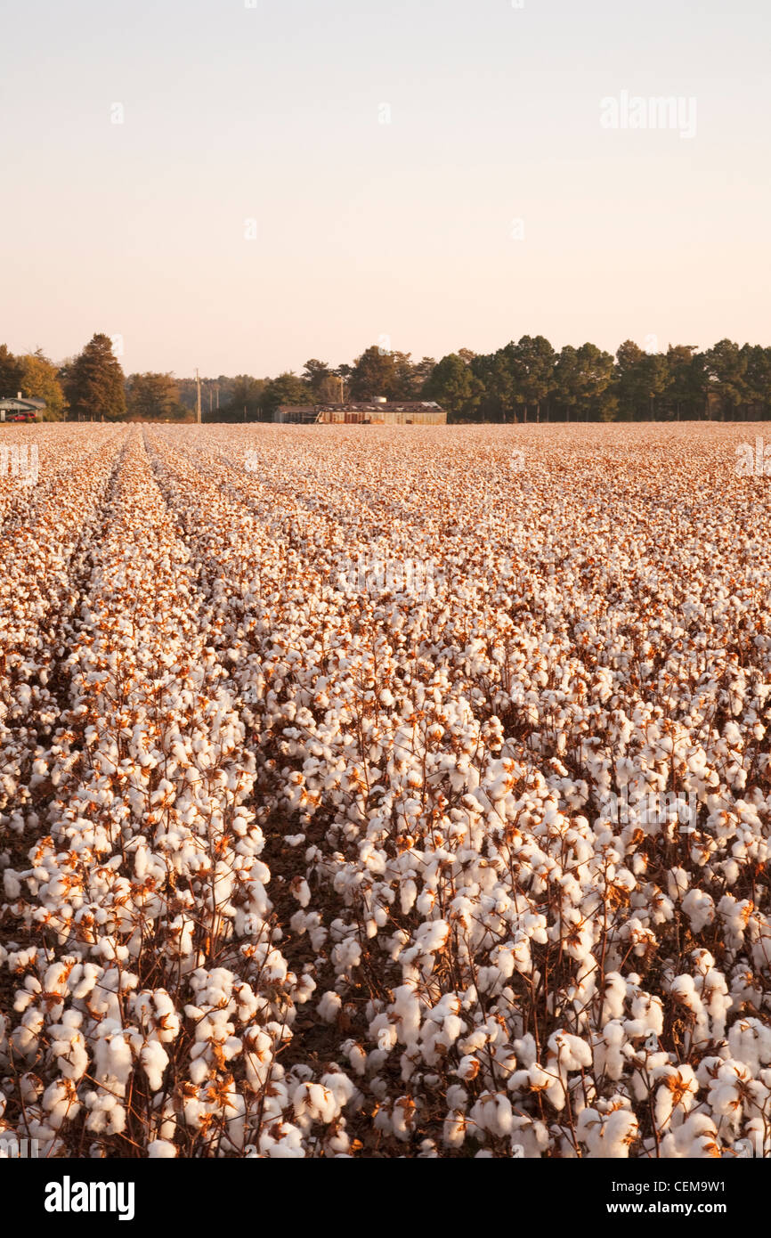 Autumn yield hi-res stock photography and images - Alamy