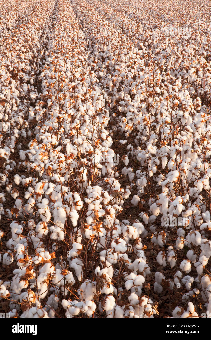 High yielding plants hi-res stock photography and images - Alamy