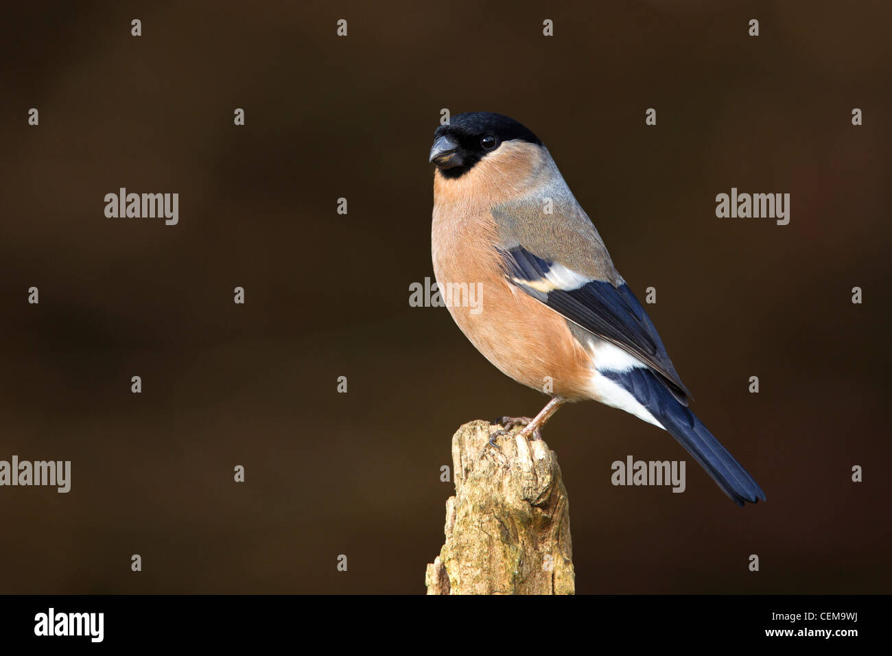 Female bullfinch hi-res stock photography and images - Alamy