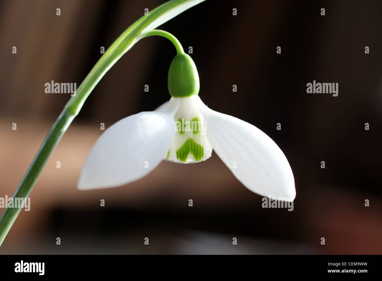 GRUMPY SNOWDROP Galanthus elwesii GREEN TEAR Stock Photo - Alamy