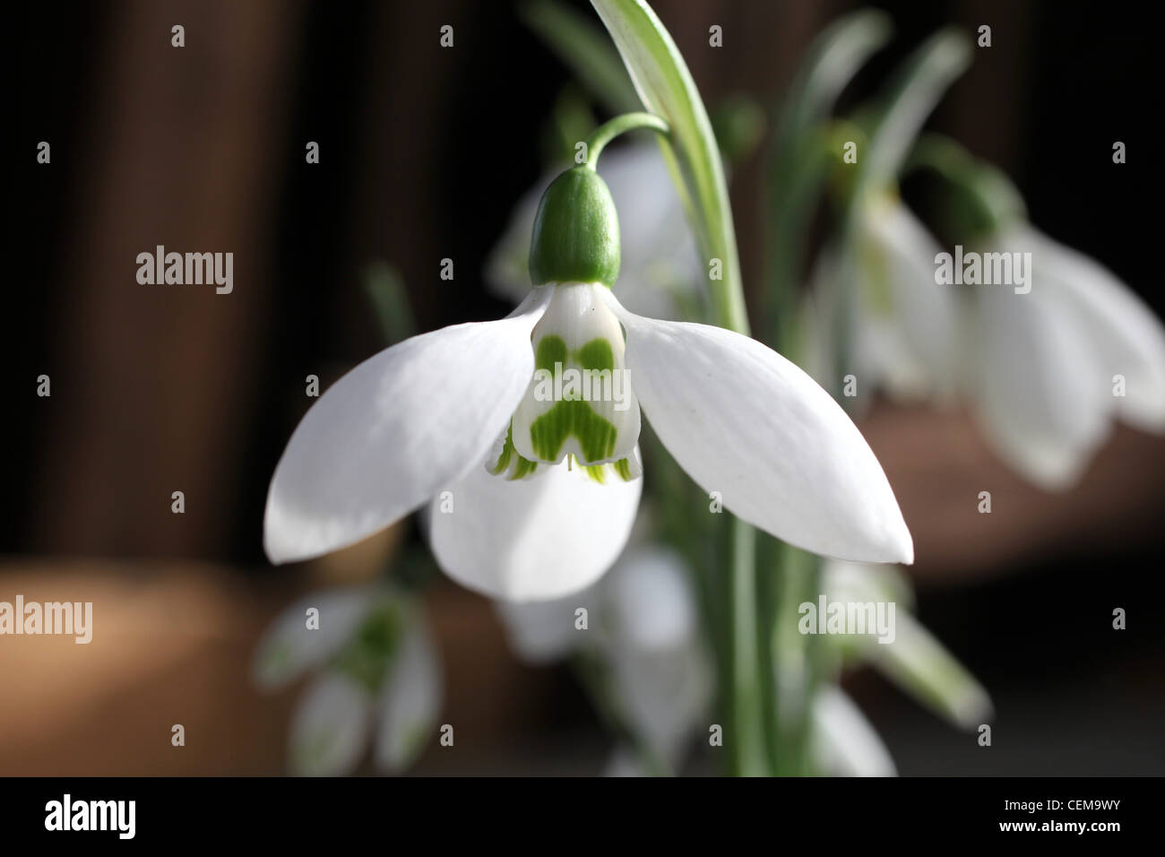 GRUMPY SNOWDROP Galanthus elwesii GREEN TEAR Stock Photo - Alamy