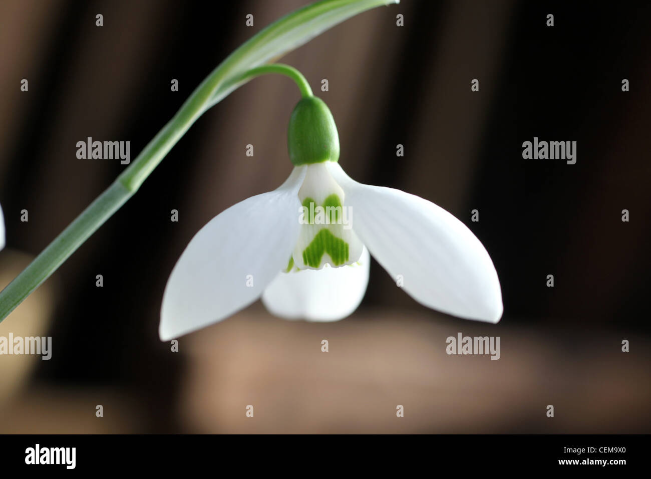 GRUMPY SNOWDROP Galanthus elwesii GREEN TEAR Stock Photo - Alamy