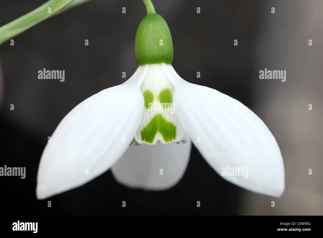 GRUMPY SNOWDROP Galanthus elwesii GREEN TEAR Stock Photo - Alamy