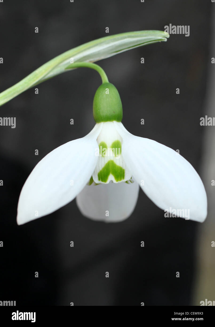 Rare snowdrop hi-res stock photography and images - Alamy
