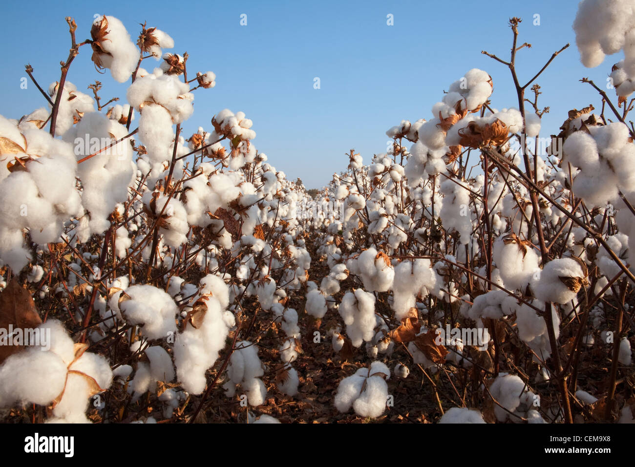 Defoliated plants hi-res stock photography and images - Alamy