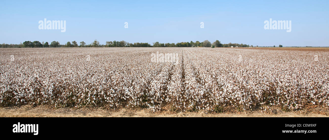 High yielding plants hi-res stock photography and images - Alamy