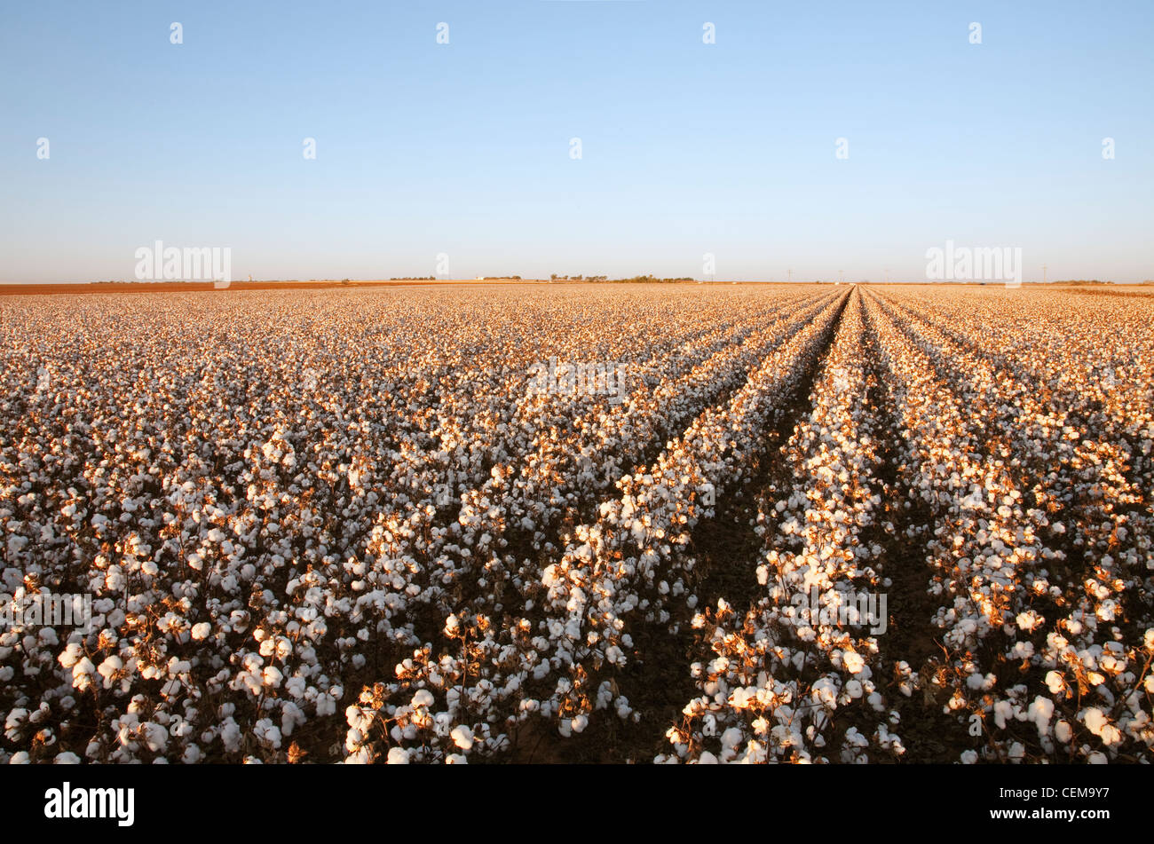 Cotton fields in texas hi-res stock photography and images - Alamy