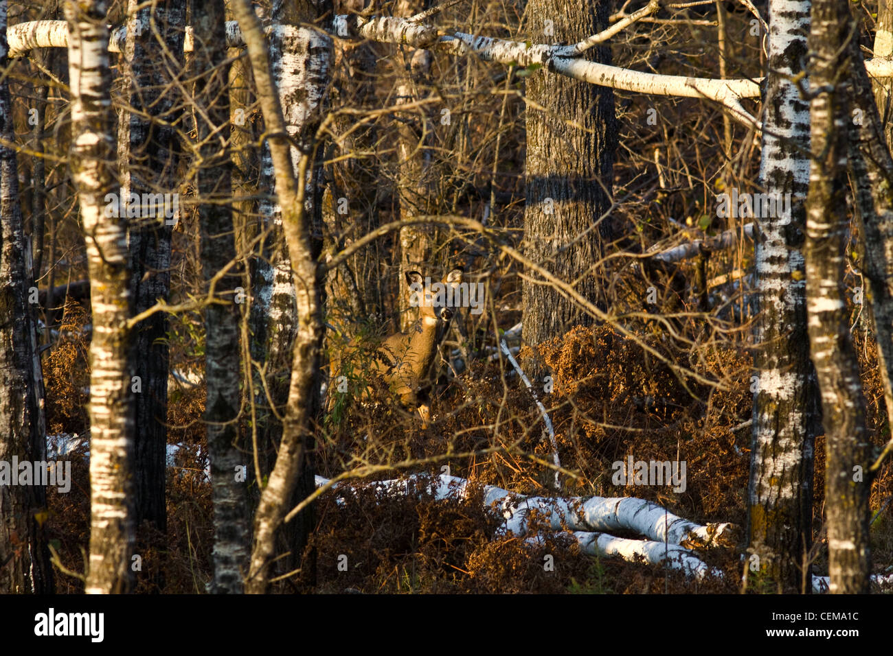 White-tailed deer hidden in the forest Stock Photo - Alamy
