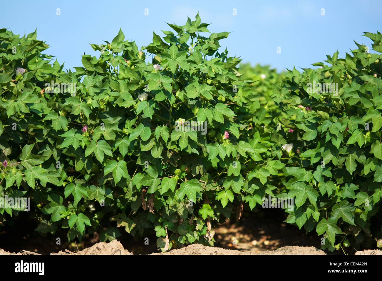Sideview of mid growth cotton plants in the advanced stage of fruit set ...