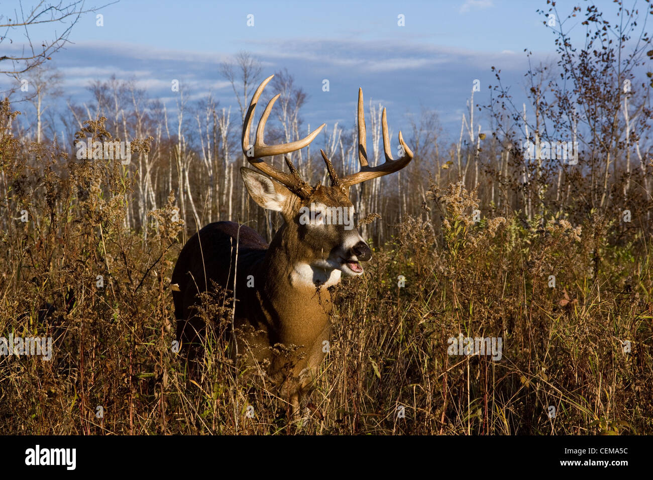 White-tailed buck in autumn Stock Photo - Alamy