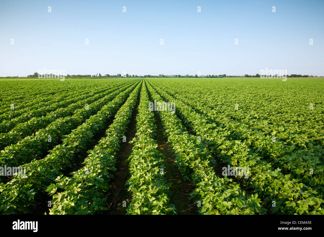 Large field of mid growth Bollguard II Roundup Ready Flex cotton at ...