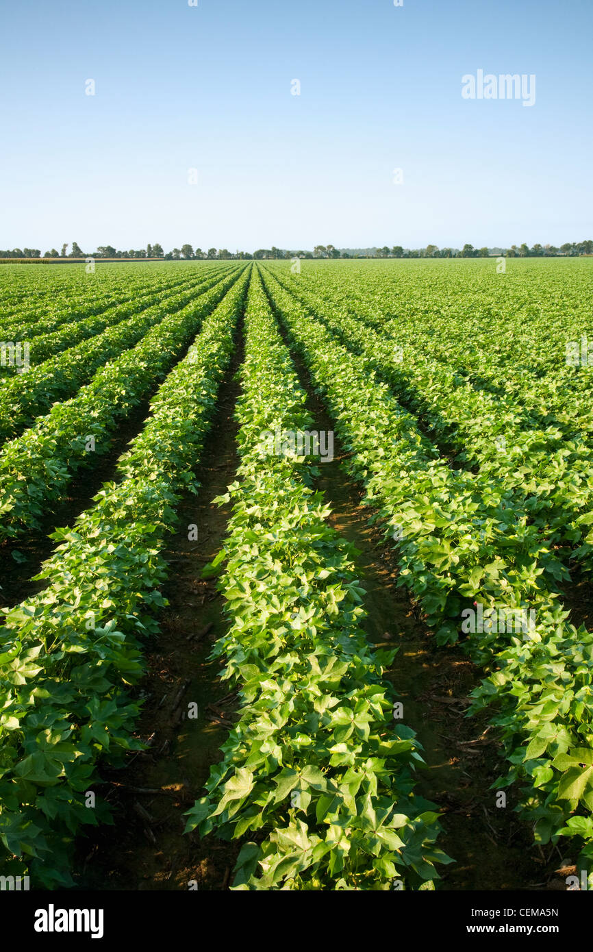 Large field of mid growth Bollguard II Roundup Ready Flex cotton at ...